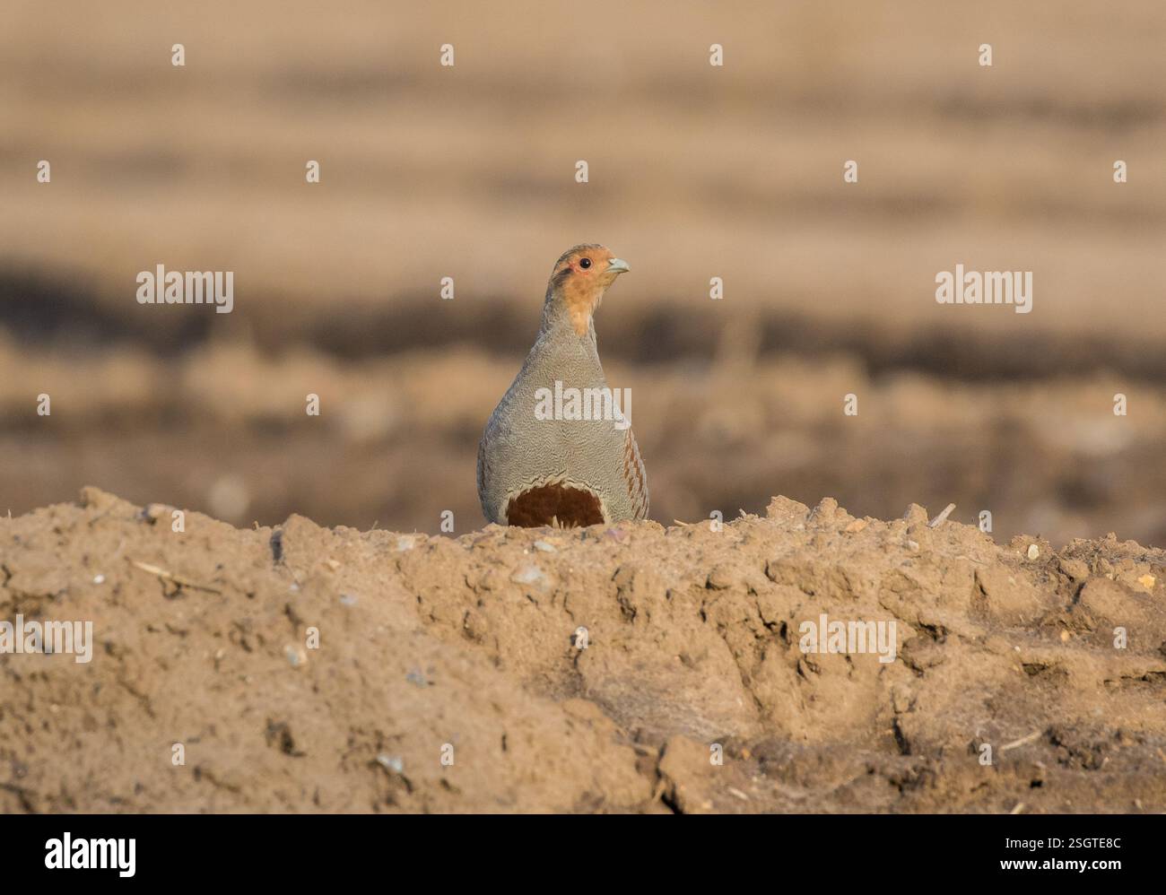A rarely seen English or Grey Partridge (Perdix perdix) . A male ...