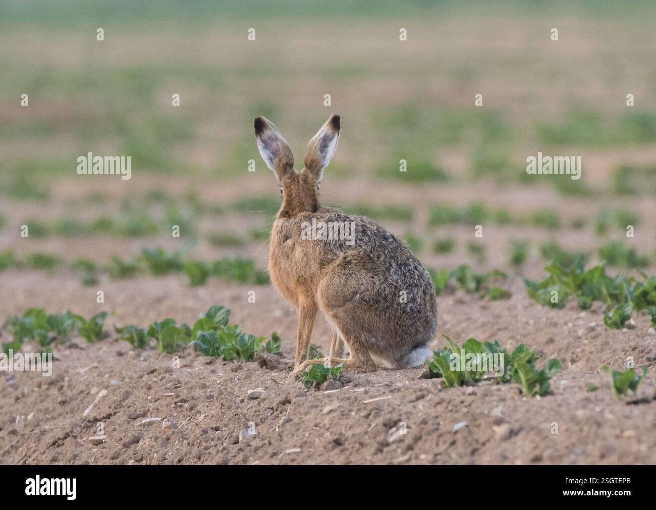 Eyes in the back of your head. A unique shot showing why the Brown Hare ...
