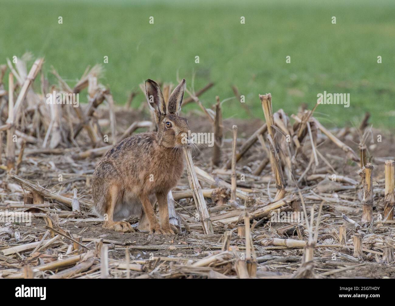 A Brown Hare ( Lepus europaeus) scent marking on a maize stalk in the ...