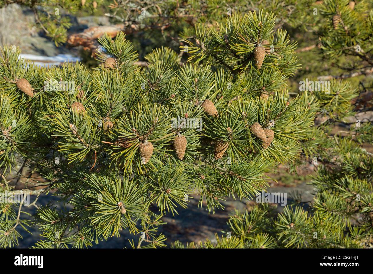 Small pine cones end hi-res stock photography and images - Alamy
