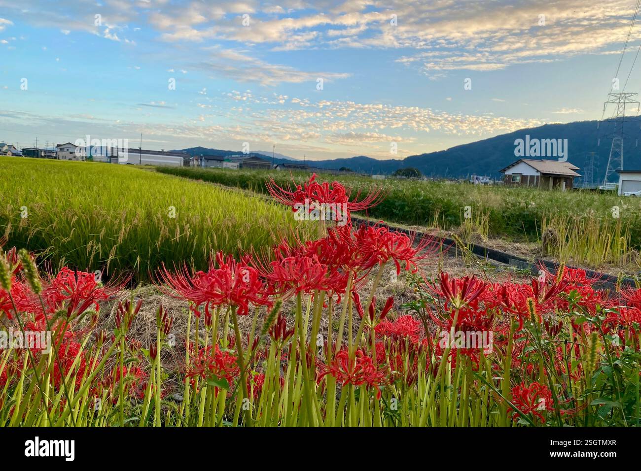 The beauty of the red spider lilies on a serene day with blue sky in an ...