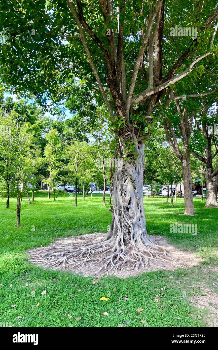 Entwined trees hi-res stock photography and images - Alamy