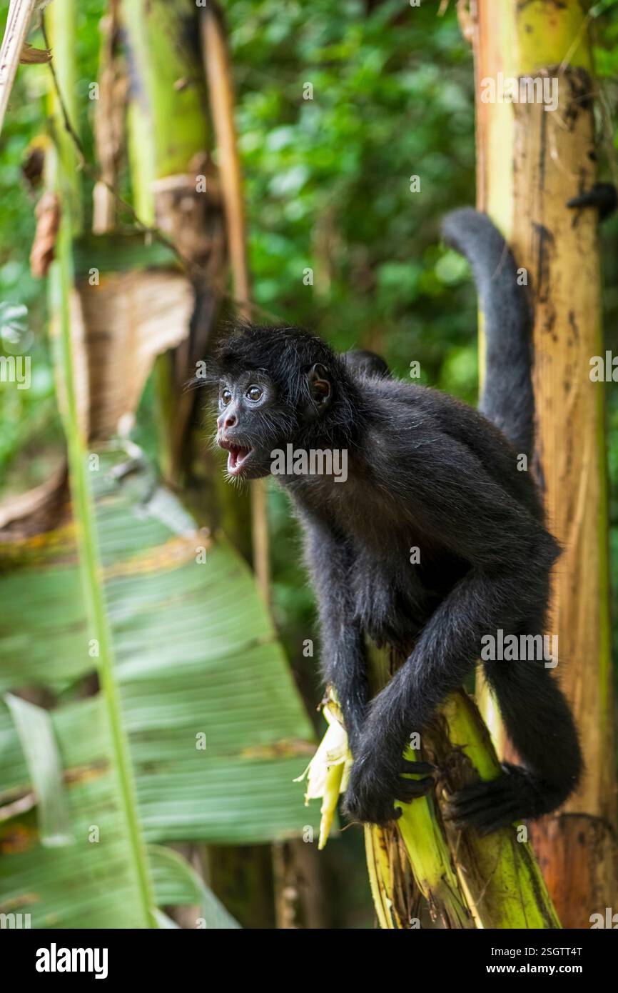 Spider Monkey in Its Natural Habitat in the Amazon Rainforest Stock ...