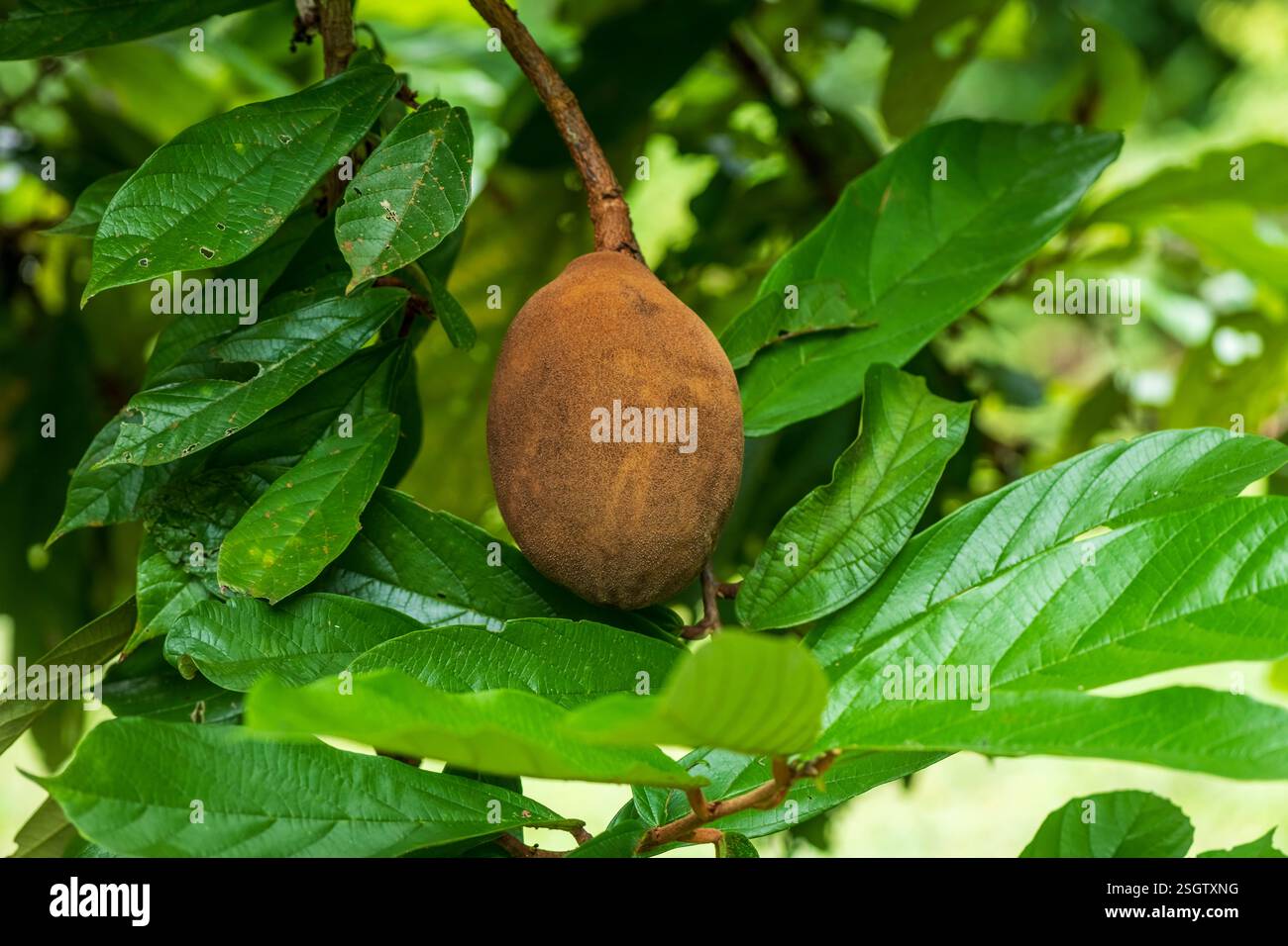 Cupuaçu Fruit on Tree Branch in the Amazon Rainforest Stock Photo - Alamy