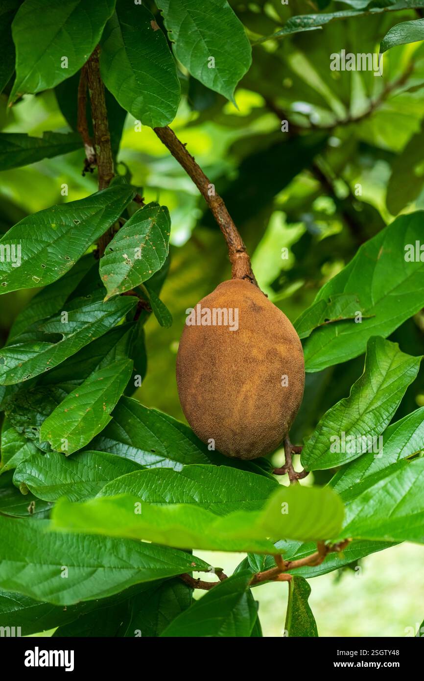 Cupuaçu Fruit on Tree Branch in the Amazon Rainforest Stock Photo - Alamy
