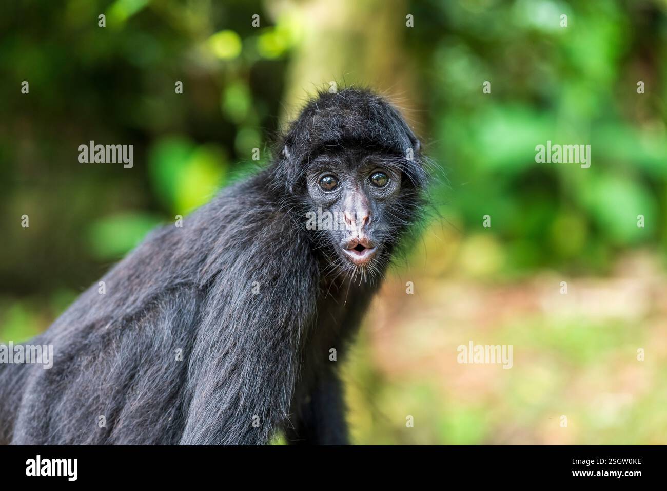 Spider Monkey Close-Up in the Amazon Rainforest, Brazil Stock Photo - Alamy