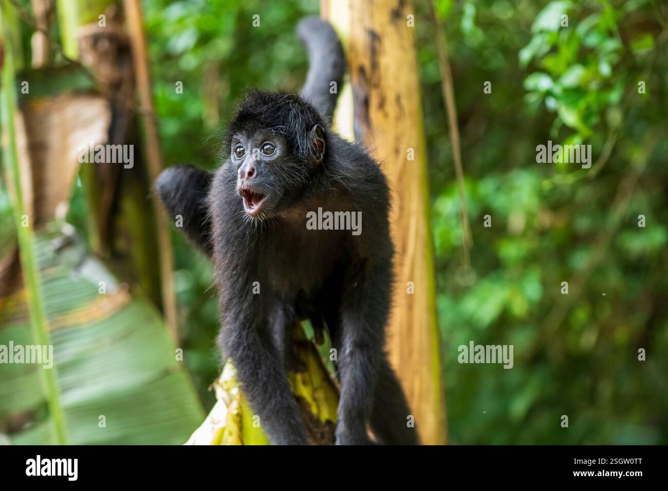 Spider Monkey Close-Up in the Amazon Rainforest, Brazil Stock Photo - Alamy