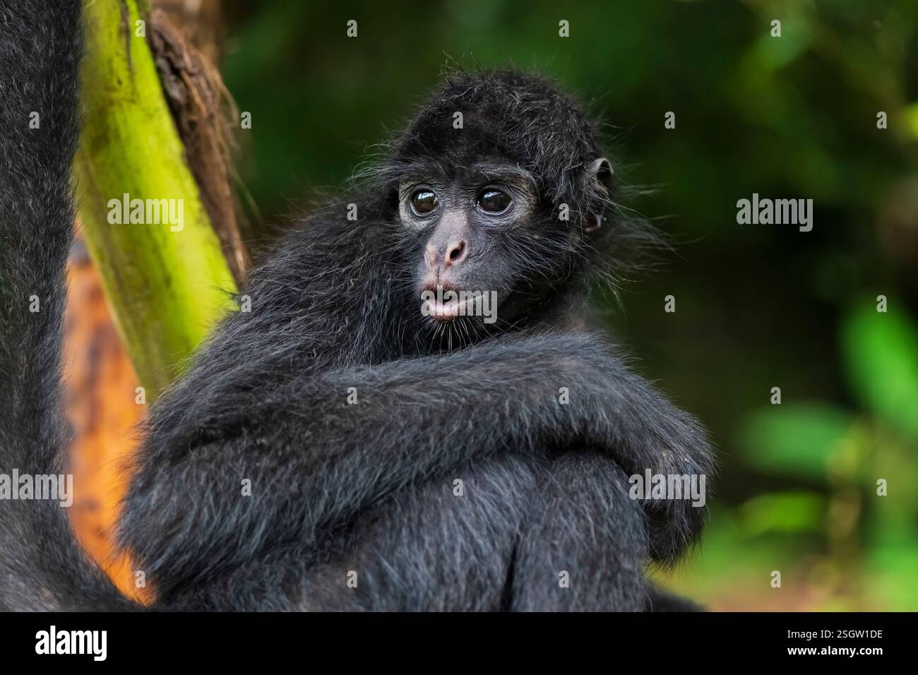 Young spider monkey wildlife hi-res stock photography and images - Alamy