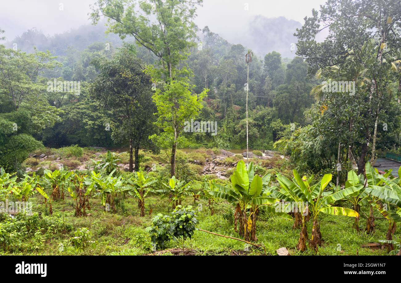 Vegetation and banana trees along the Muthirapuzha River near Munnar ...