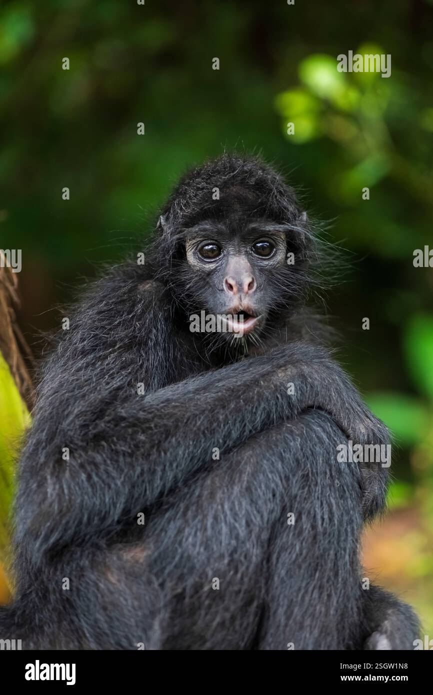 Spider Monkey Close-Up in the Amazon Rainforest, Brazil Stock Photo - Alamy