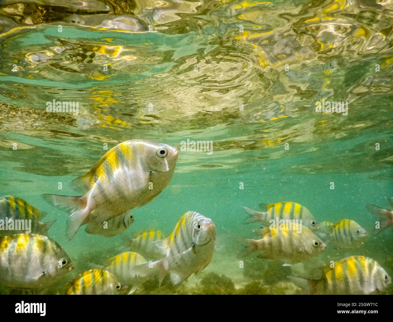 Coral Reef Fish in Clear Waters of Northeast Brazil Stock Photo - Alamy