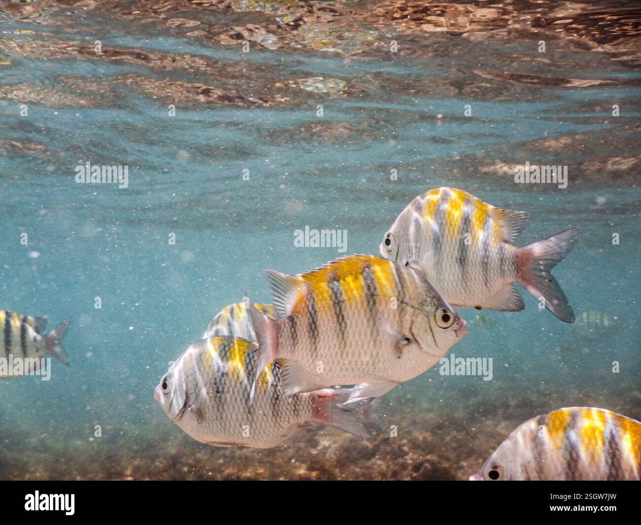 Coral Reef Fish in Clear Waters of Northeast Brazil Stock Photo - Alamy