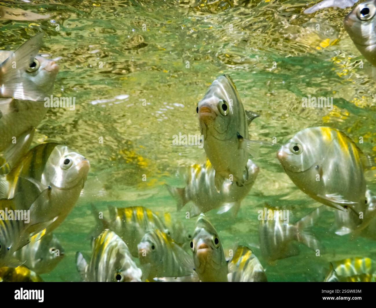 Coral Reef Fish in Clear Waters of Northeast Brazil Stock Photo - Alamy