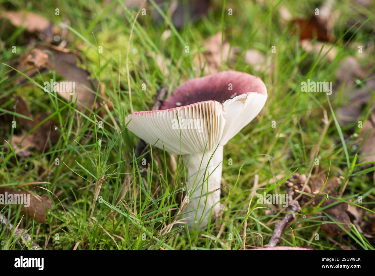 Side view of a purple Russula sp. of fungi in Richmond Park, Surrey ...