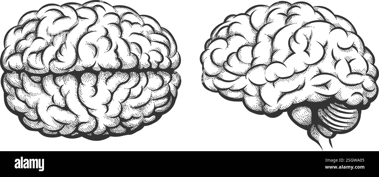 Human brain top and side view Stock Vector Image & Art - Alamy
