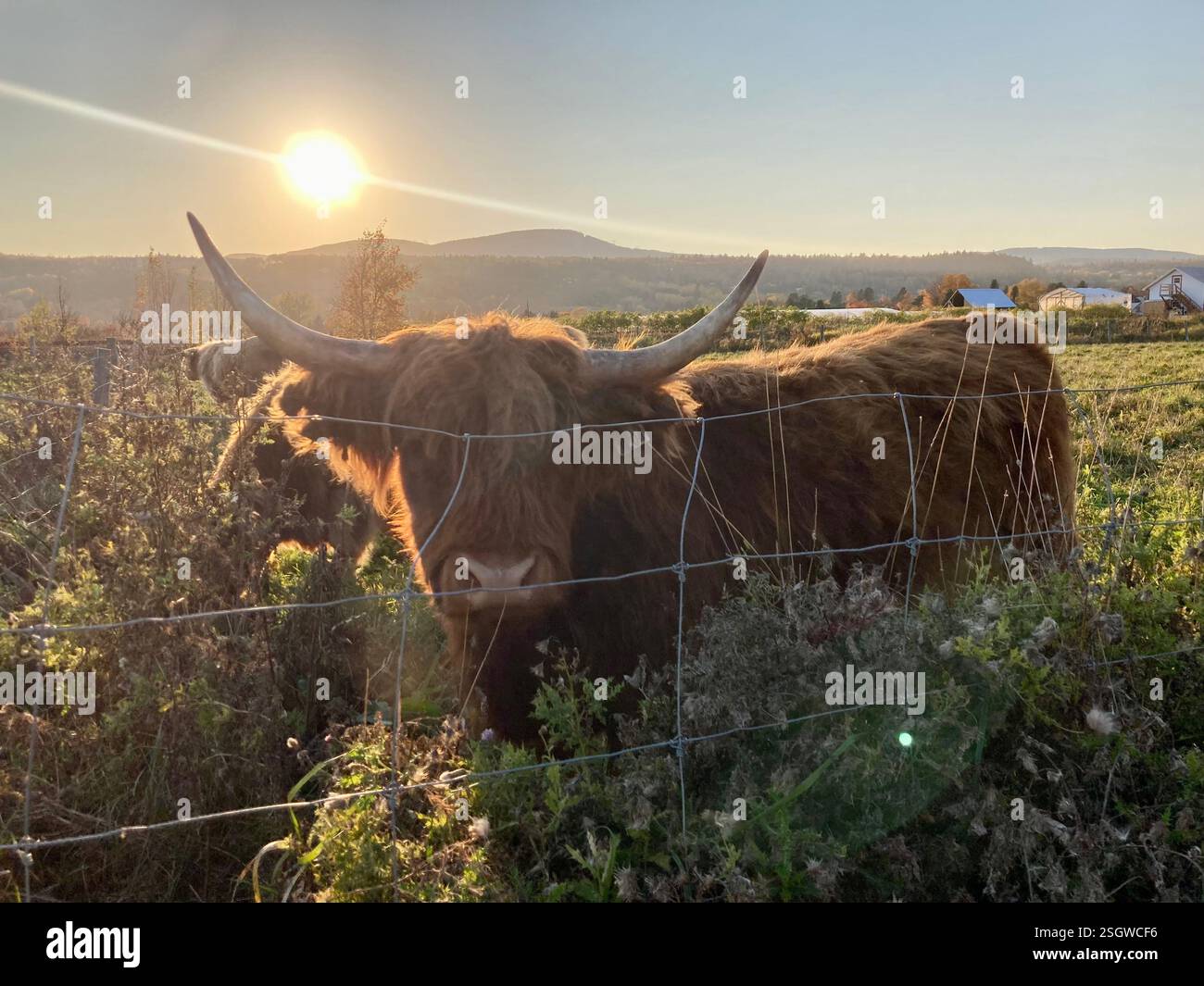 Cow grazing in sunlit hi-res stock photography and images - Alamy