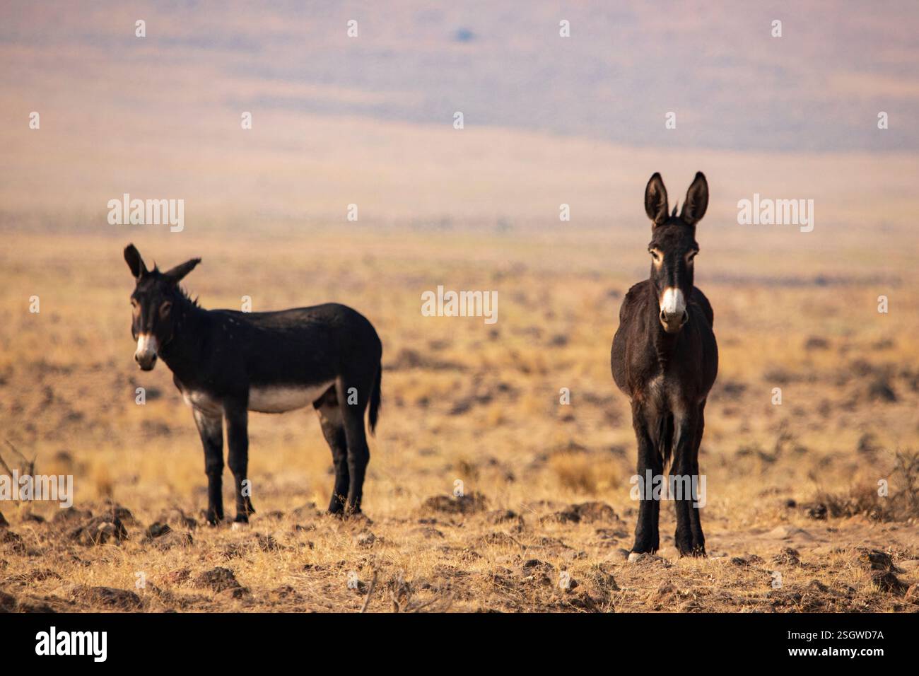 Two wild burros stand in the arid landscape of Smoke Creek Desert ...
