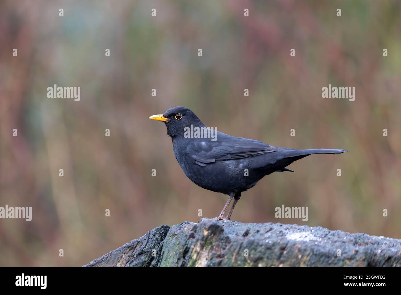 Detailed side view of a wild, UK male blackbird (Turdus merula ...
