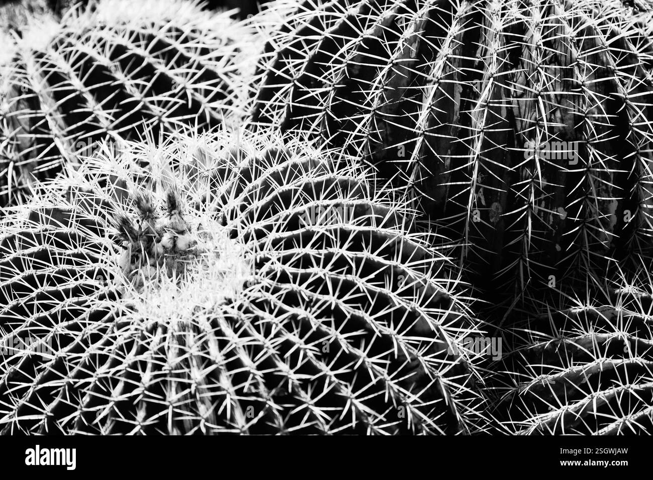 Yellow flower spike Black and White Stock Photos & Images - Alamy