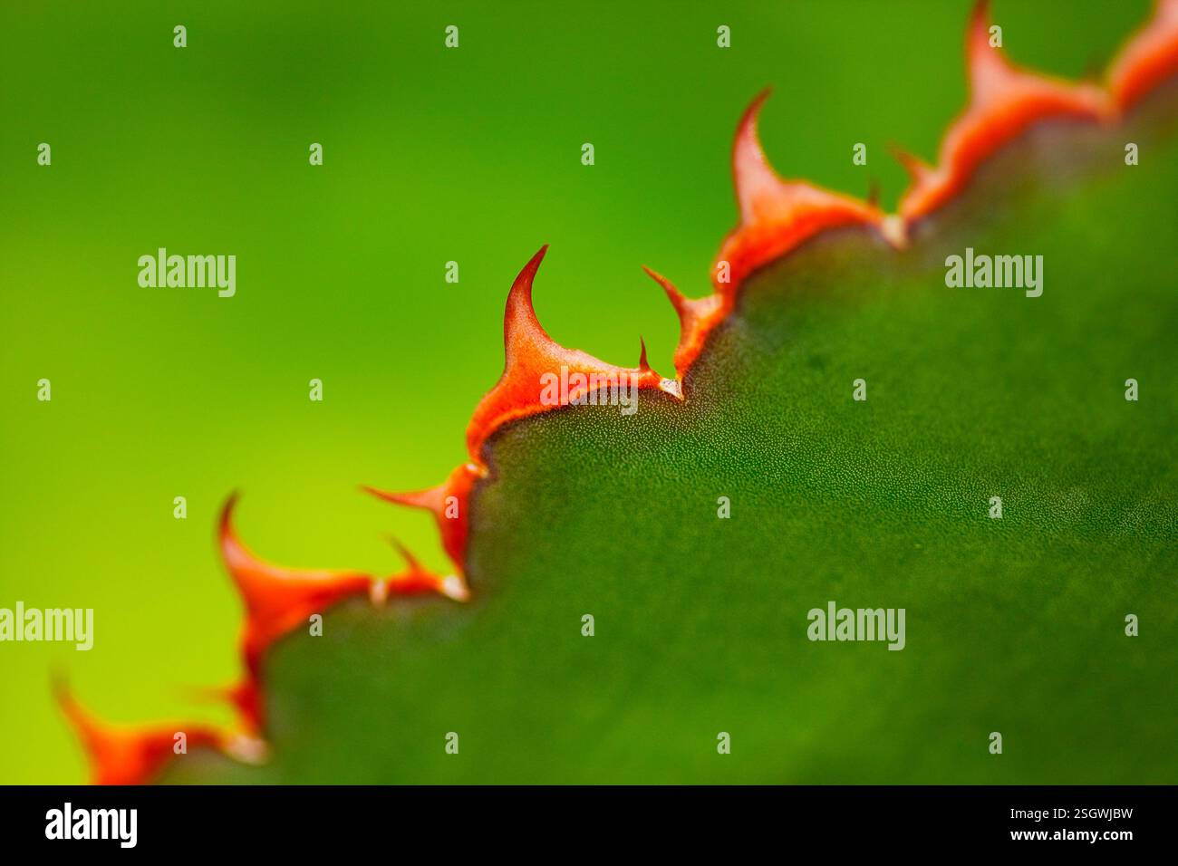 Leaf with red spikes on it. The leaf is green Stock Photo - Alamy