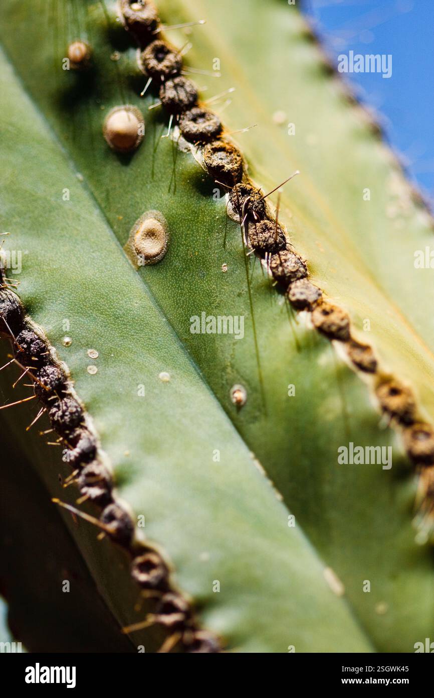 Cactus with brown spots on it. The spots are small and round. The ...