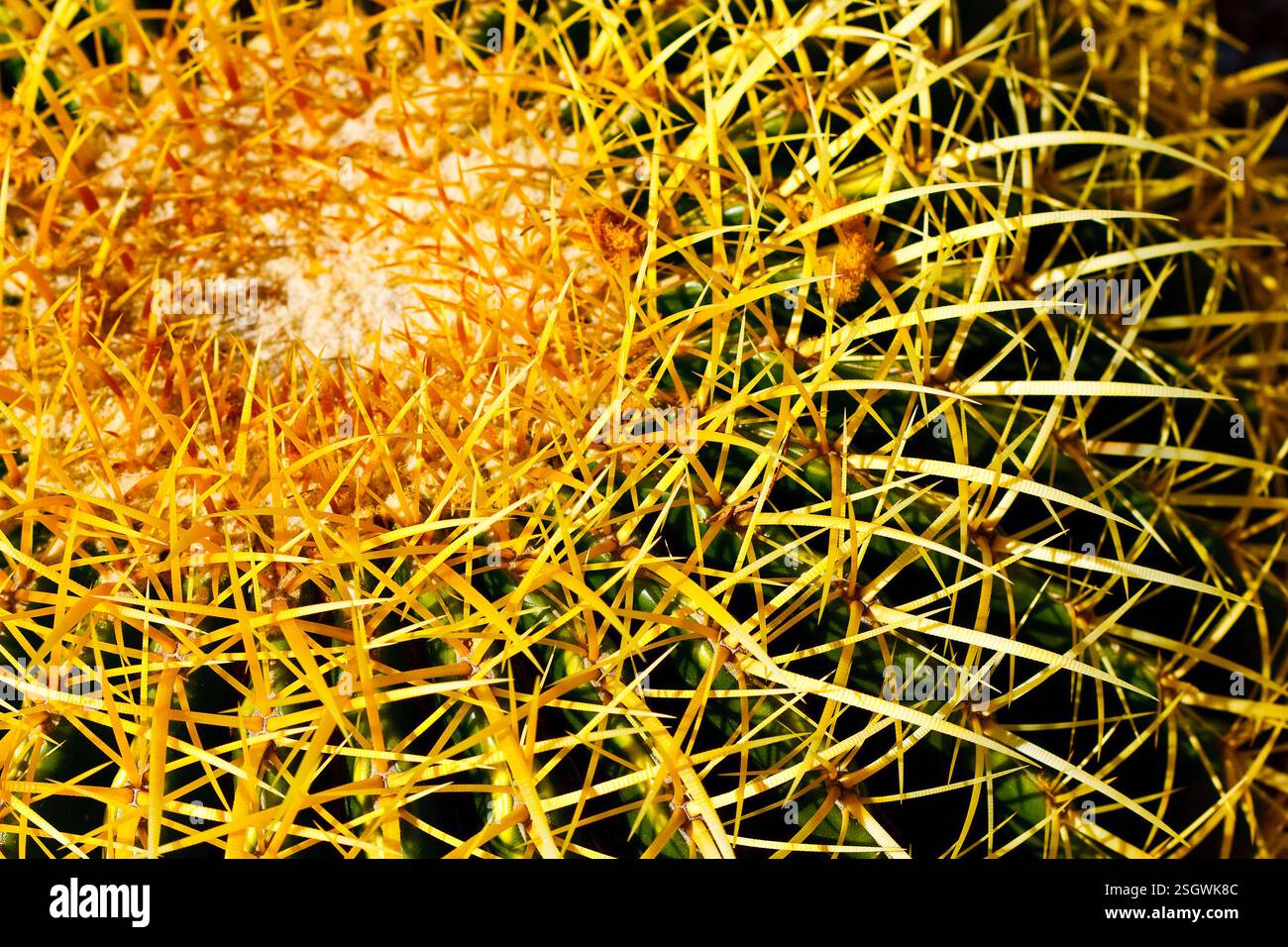 Cactus with brown spines is yellow and brown. The spines are long and ...