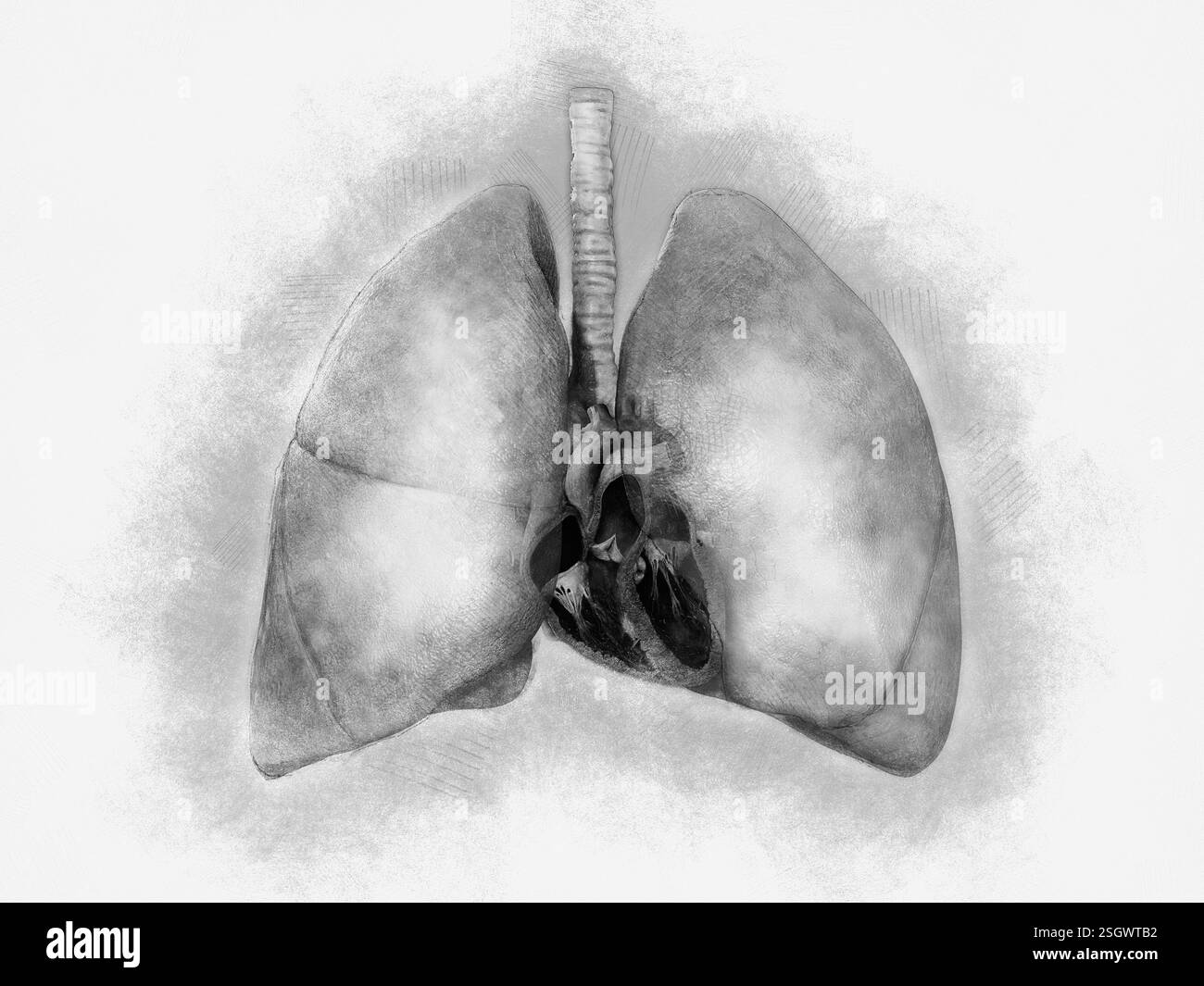 A detailed anatomical illustration of the human lungs, trachea, and ...