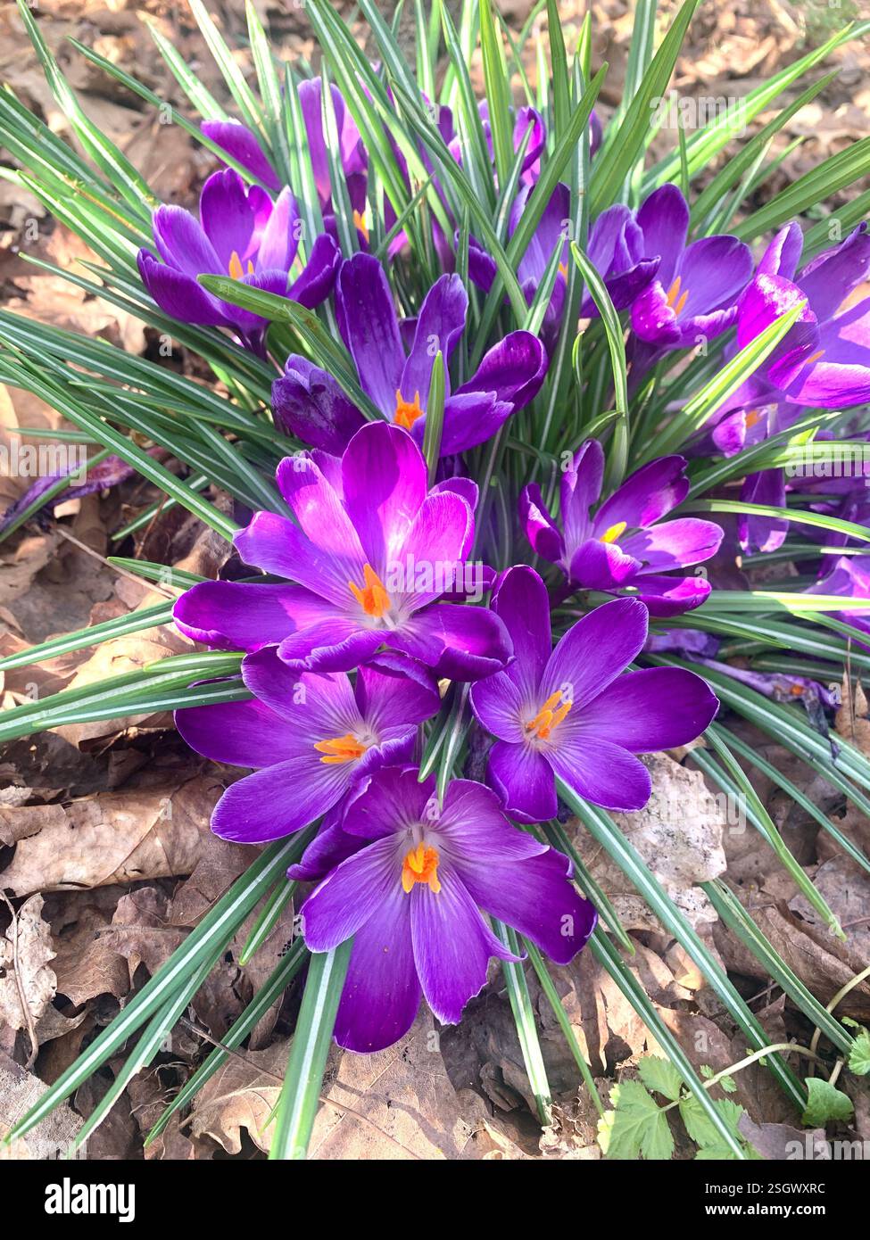 purple crocus flower growing on top of decaying autumn leaves Stock ...
