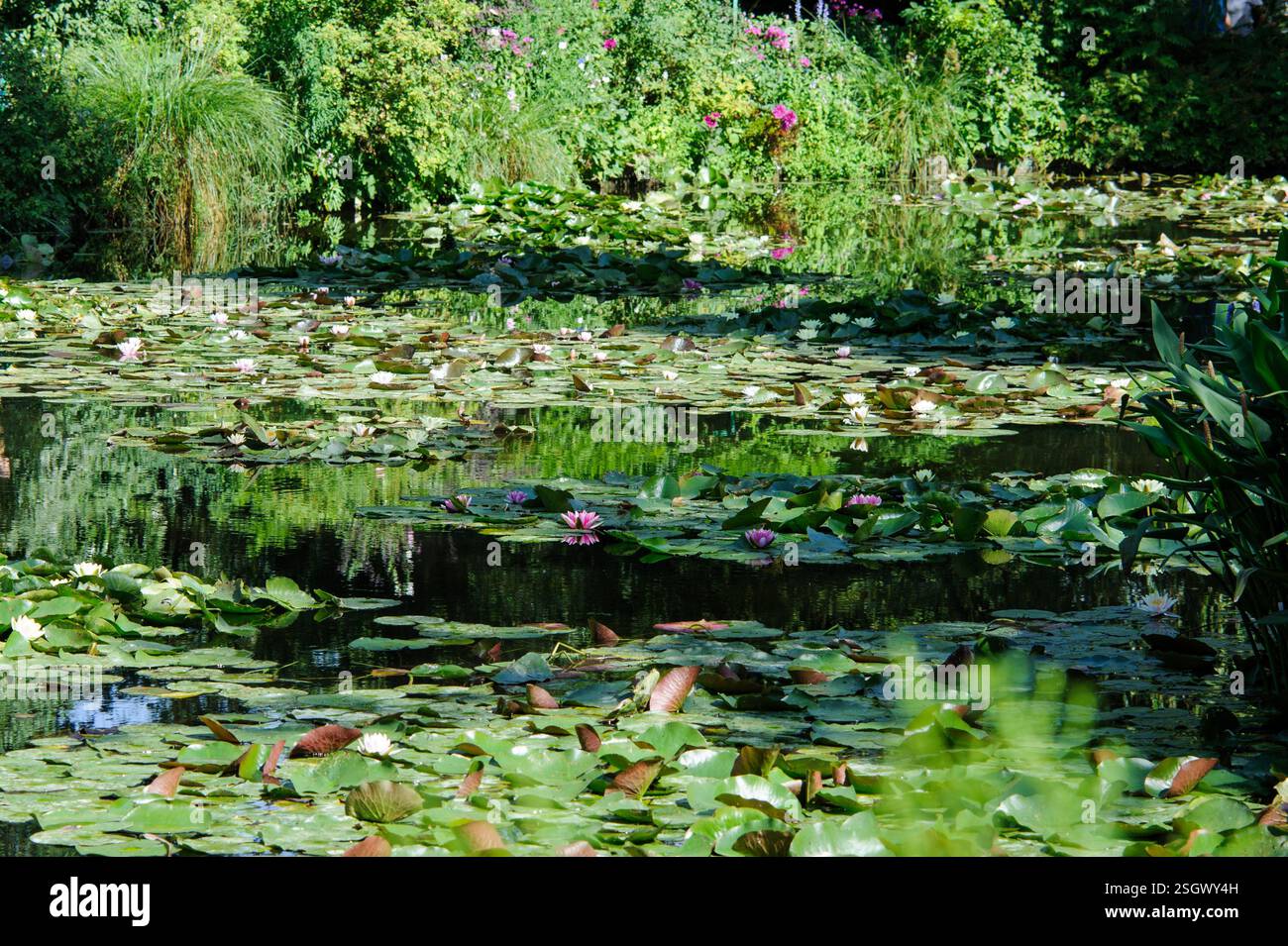 Iconic pond and water lily plants at the Giverny, France, home of the ...