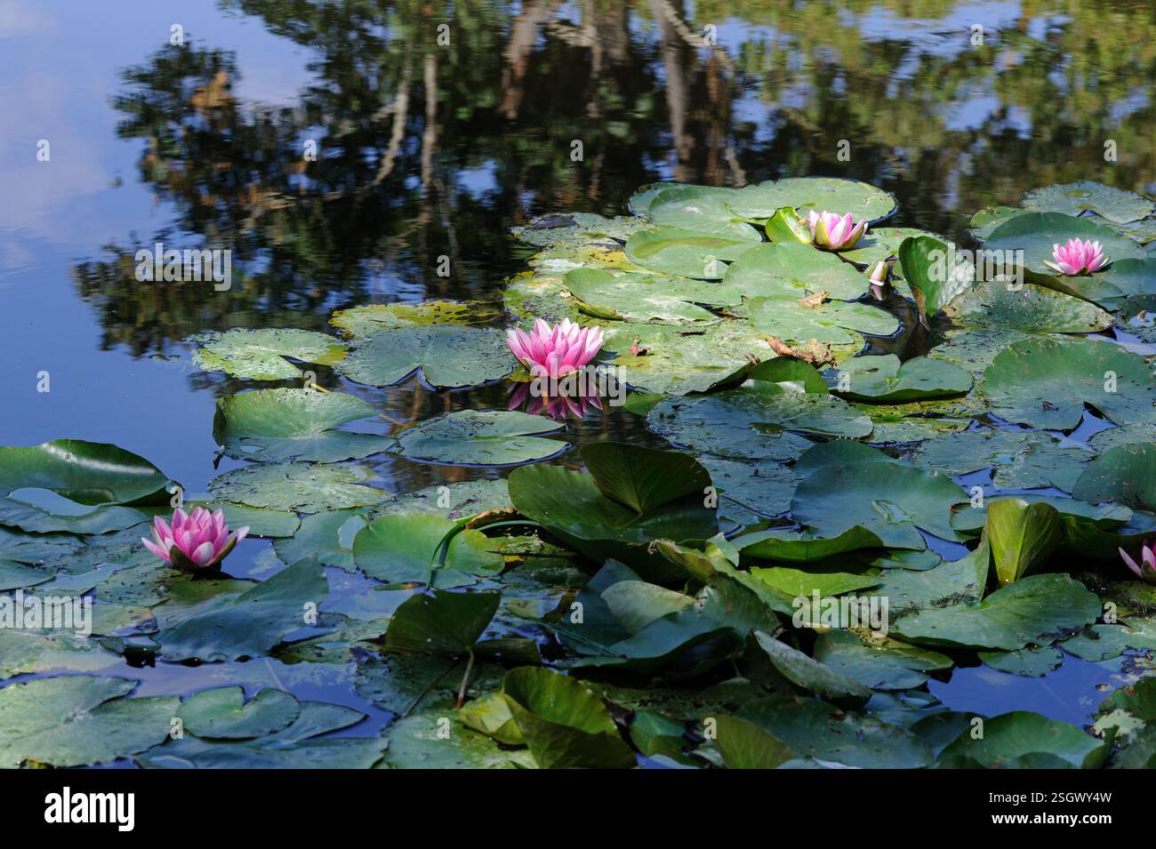 Iconic pond and water lily plants at the Giverny, France, home of the ...