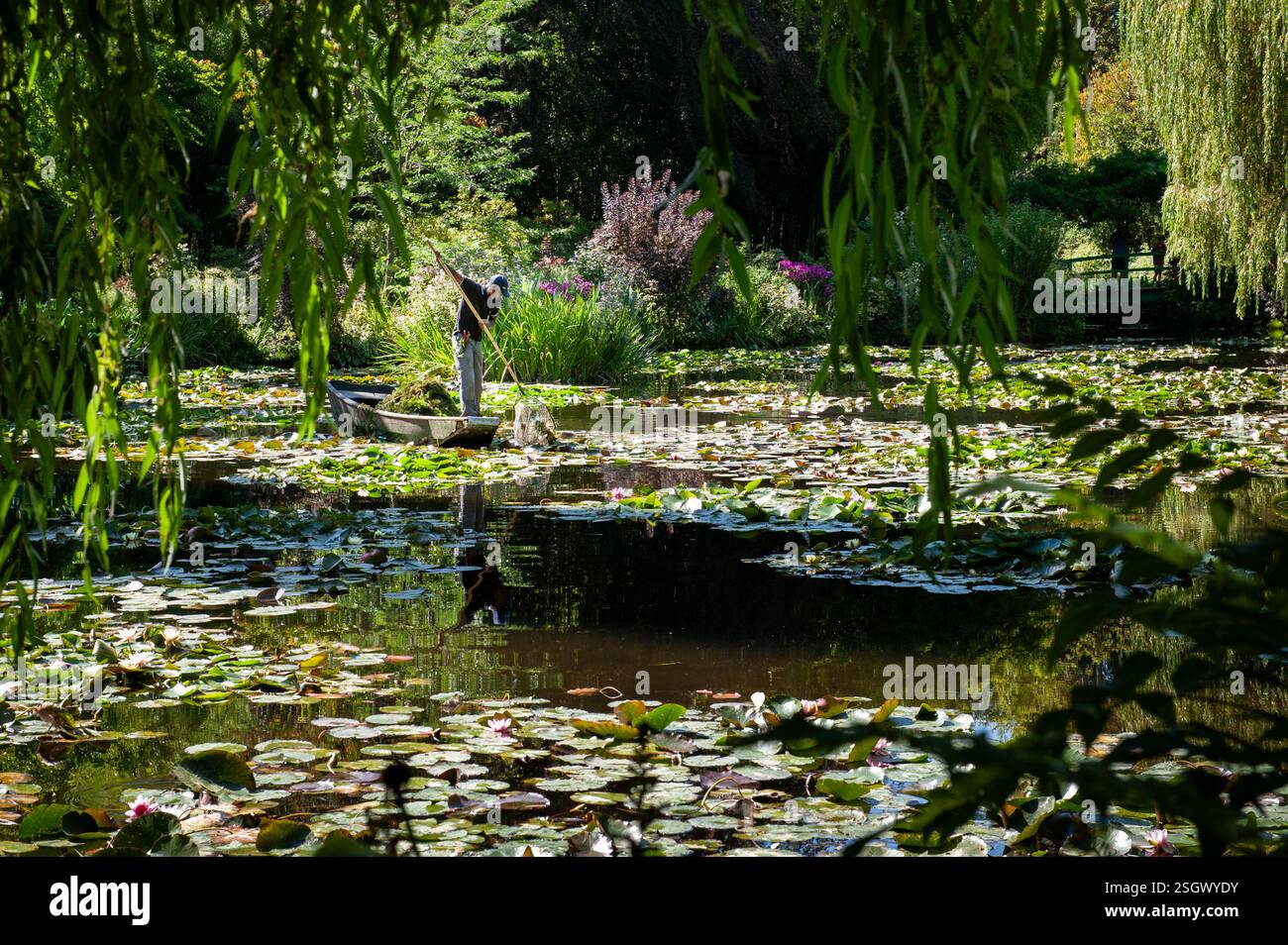 Iconic pond and water lily plants at the Giverny, France, home of the ...