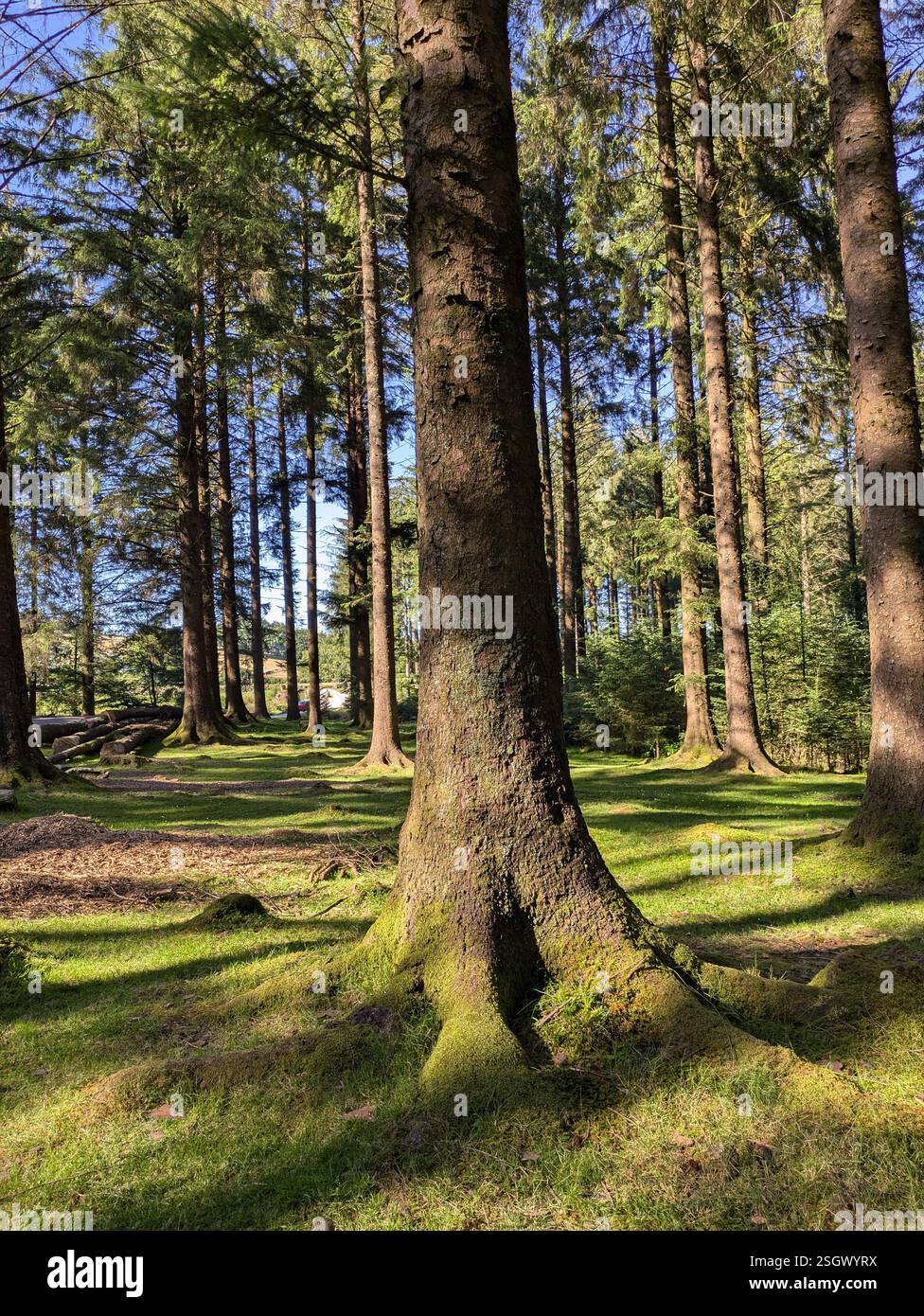 Pine trees in Bellever Forest in Plymouth Devon Stock Photo - Alamy