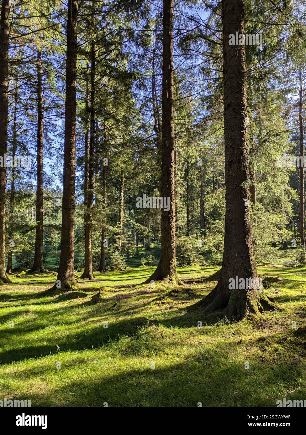Pine trees in Bellever Forest in Plymouth Devon Stock Photo - Alamy