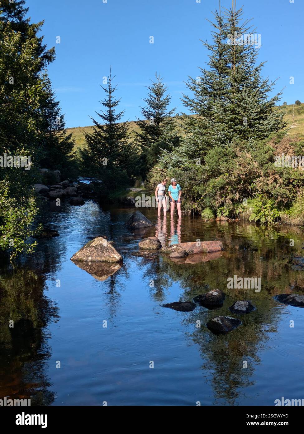 Pine trees in Bellever Forest in Plymouth Devon Stock Photo - Alamy
