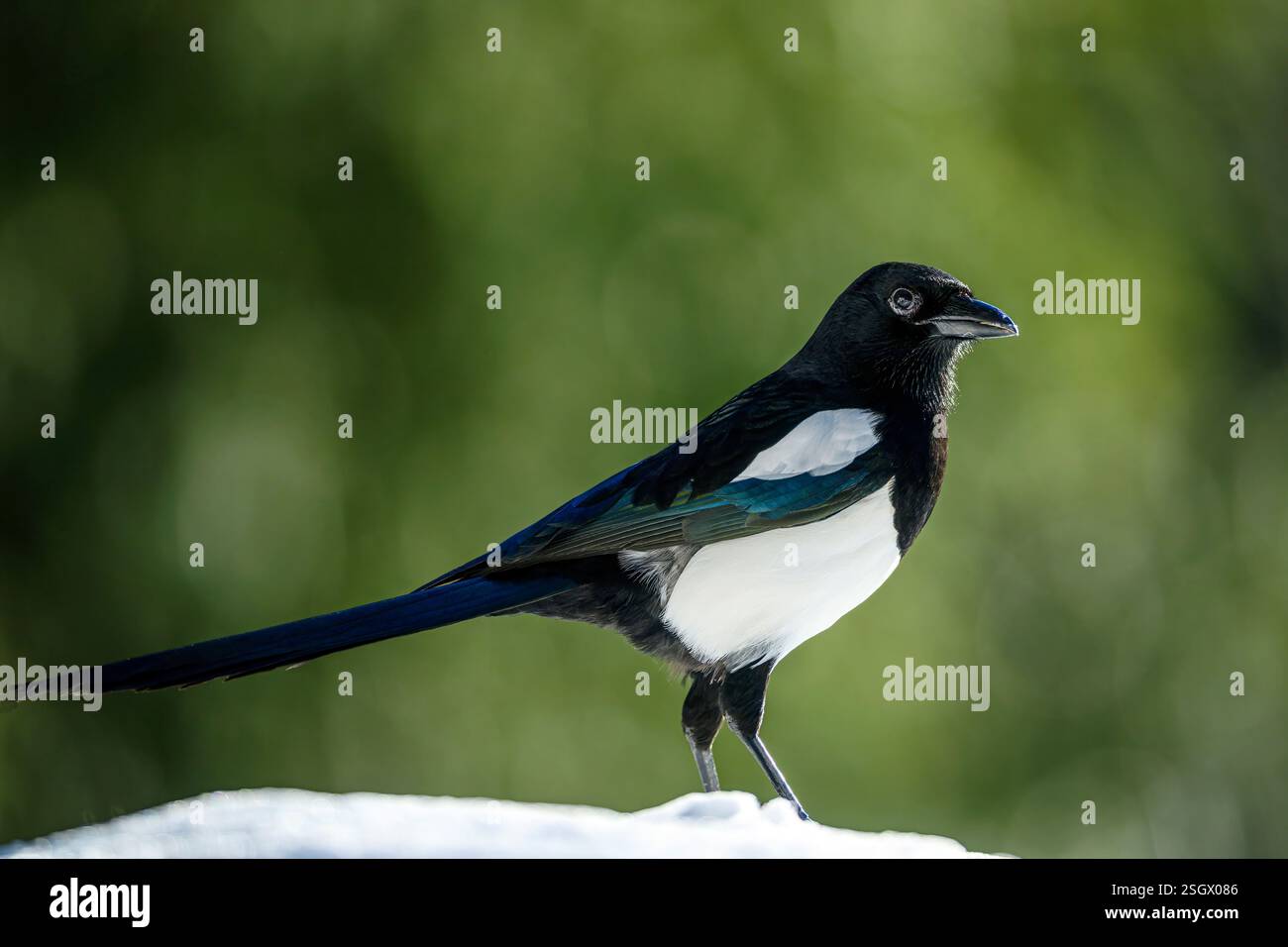 Common Magpie (Pica pica fennorum) from Hov, eastern Norway in February ...
