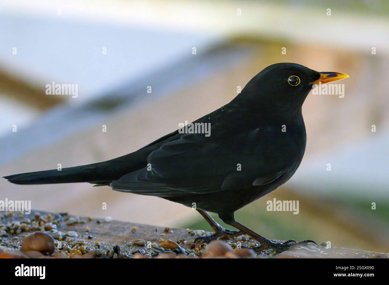 Common blackbird (Turdus merula, male) from Hov, eastern Norway in ...