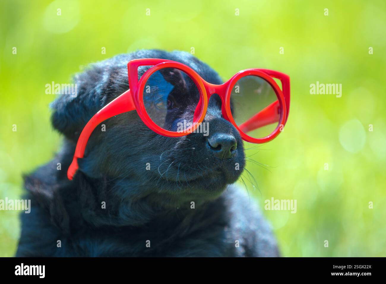 Funny Labrador puppy looks through big red sunglasses Stock Photo - Alamy