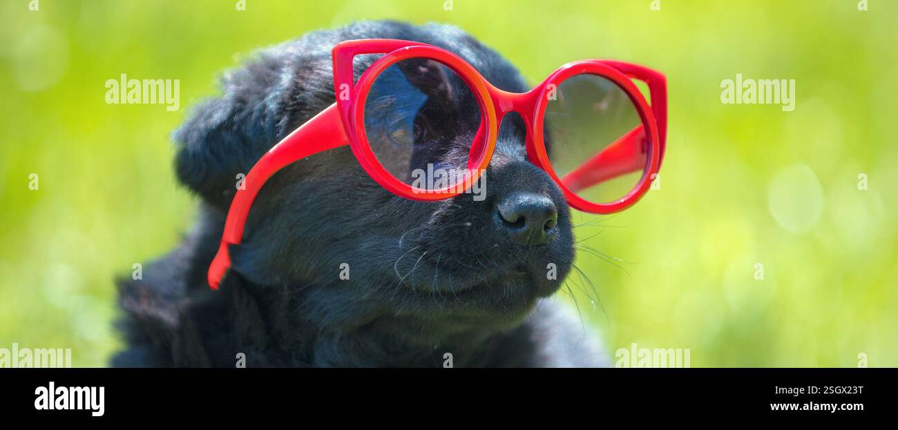 Funny Labrador puppy looks through big red sunglasses. Horizontal ...