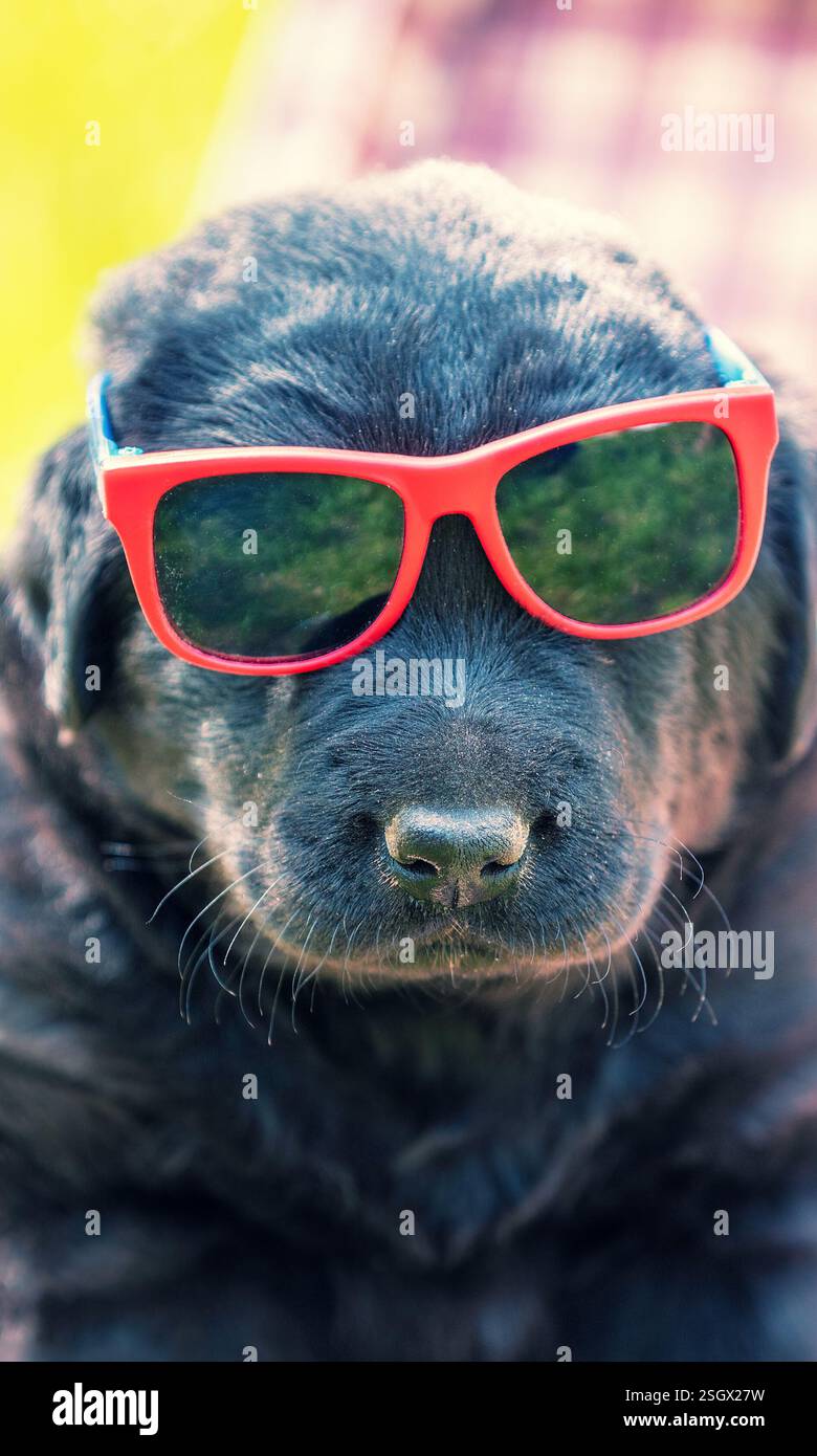 Funny Labrador puppy looks through big red sunglasses Stock Photo - Alamy