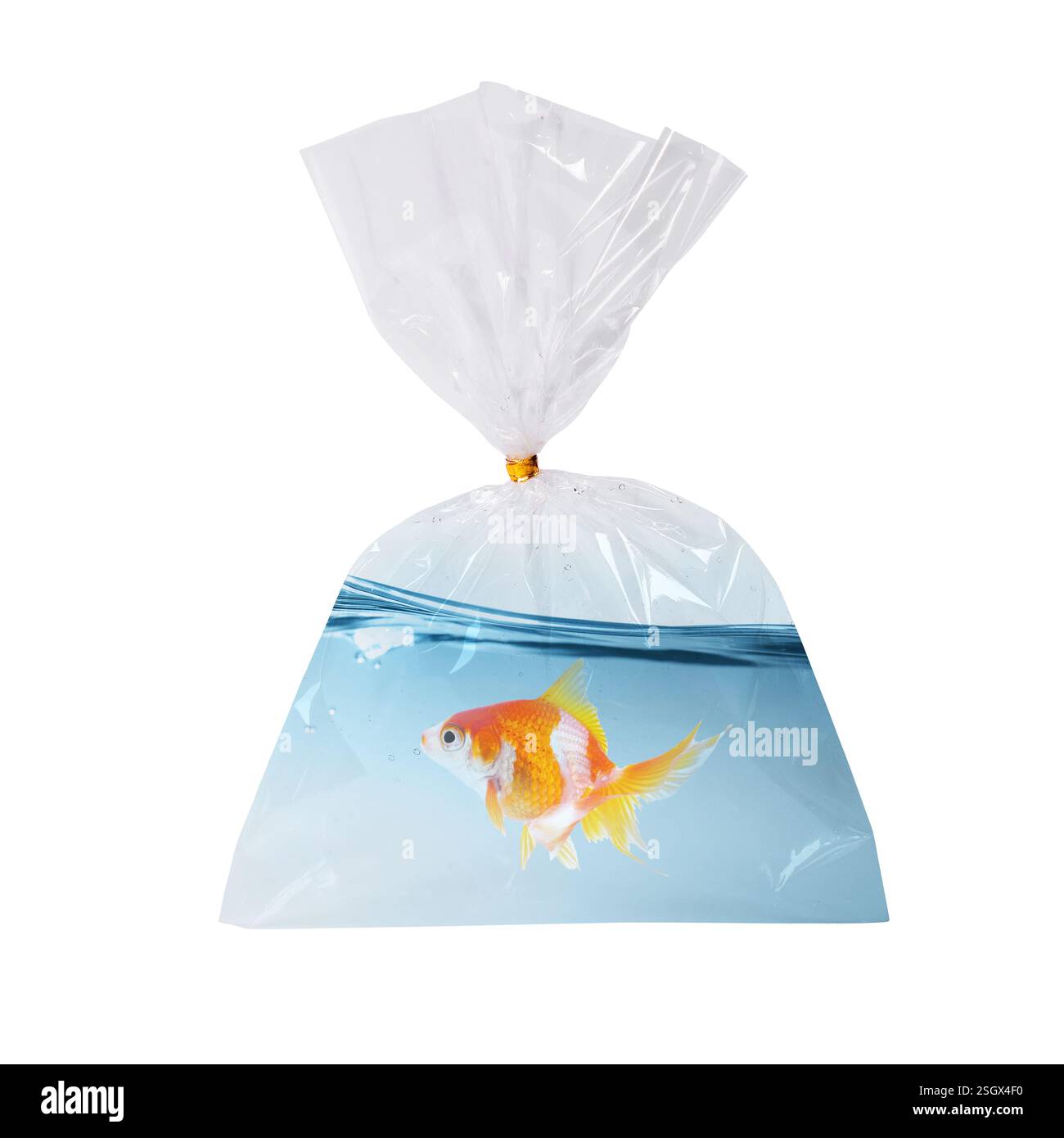 Plastic on marine life Cut Out Stock Images & Pictures - Alamy