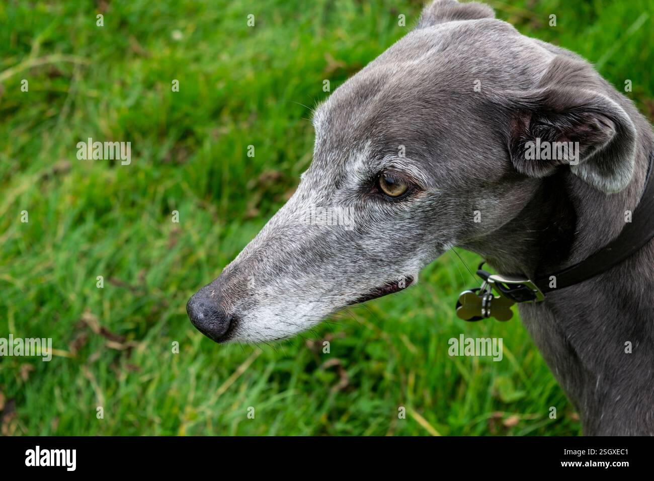 Head portrait of an old greyhound looking pensive Stock Photo - Alamy