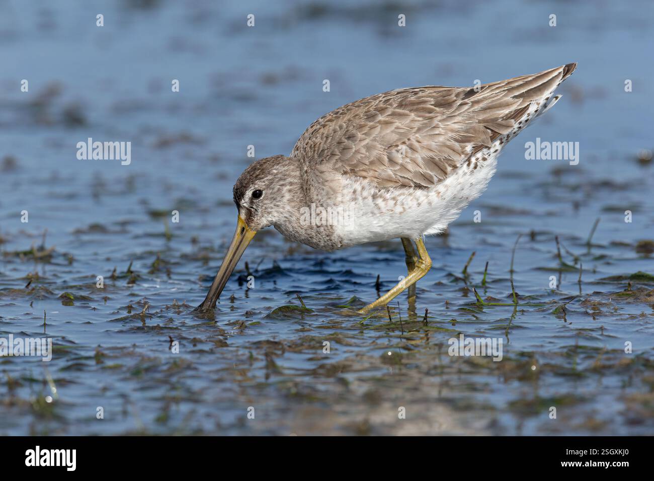 Short billed Dowitcher feeding on a salt marsh Stock Photo - Alamy