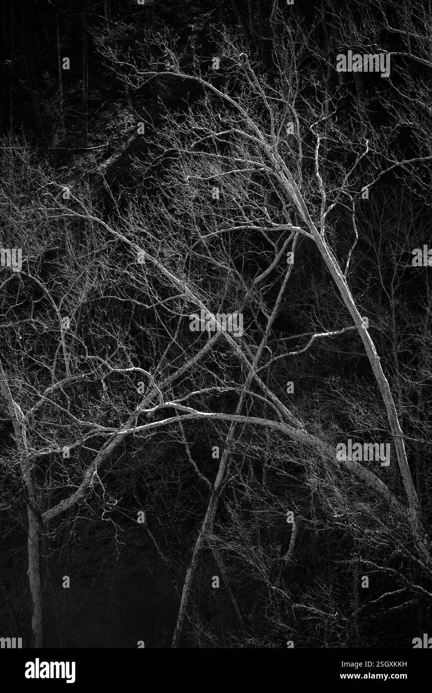 Sycamore trees in winter Stock Photo - Alamy