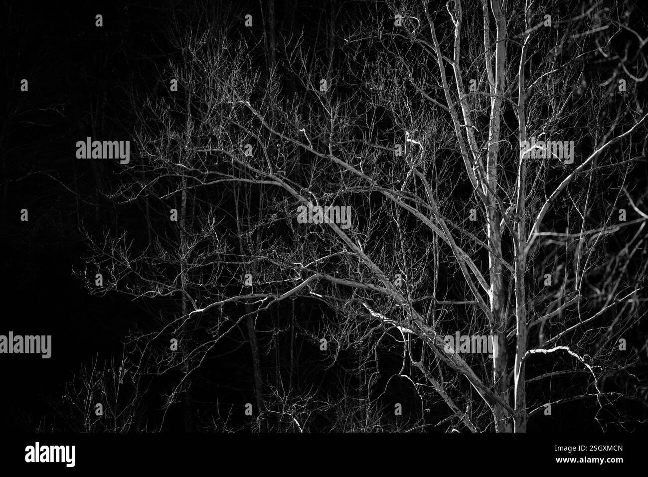 Sycamore trees in winter Stock Photo - Alamy