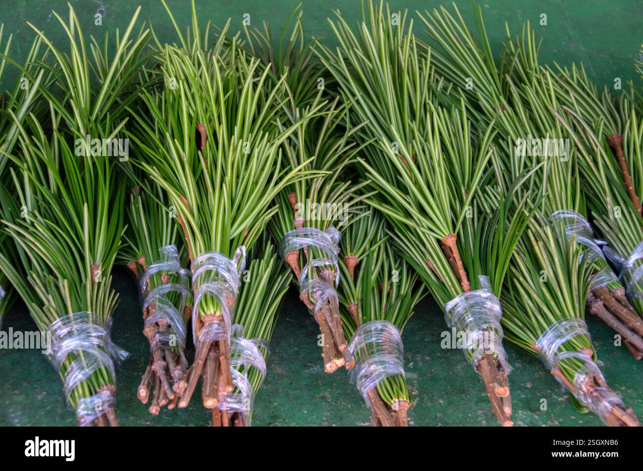 Shitennoo ji hi-res stock photography and images - Alamy