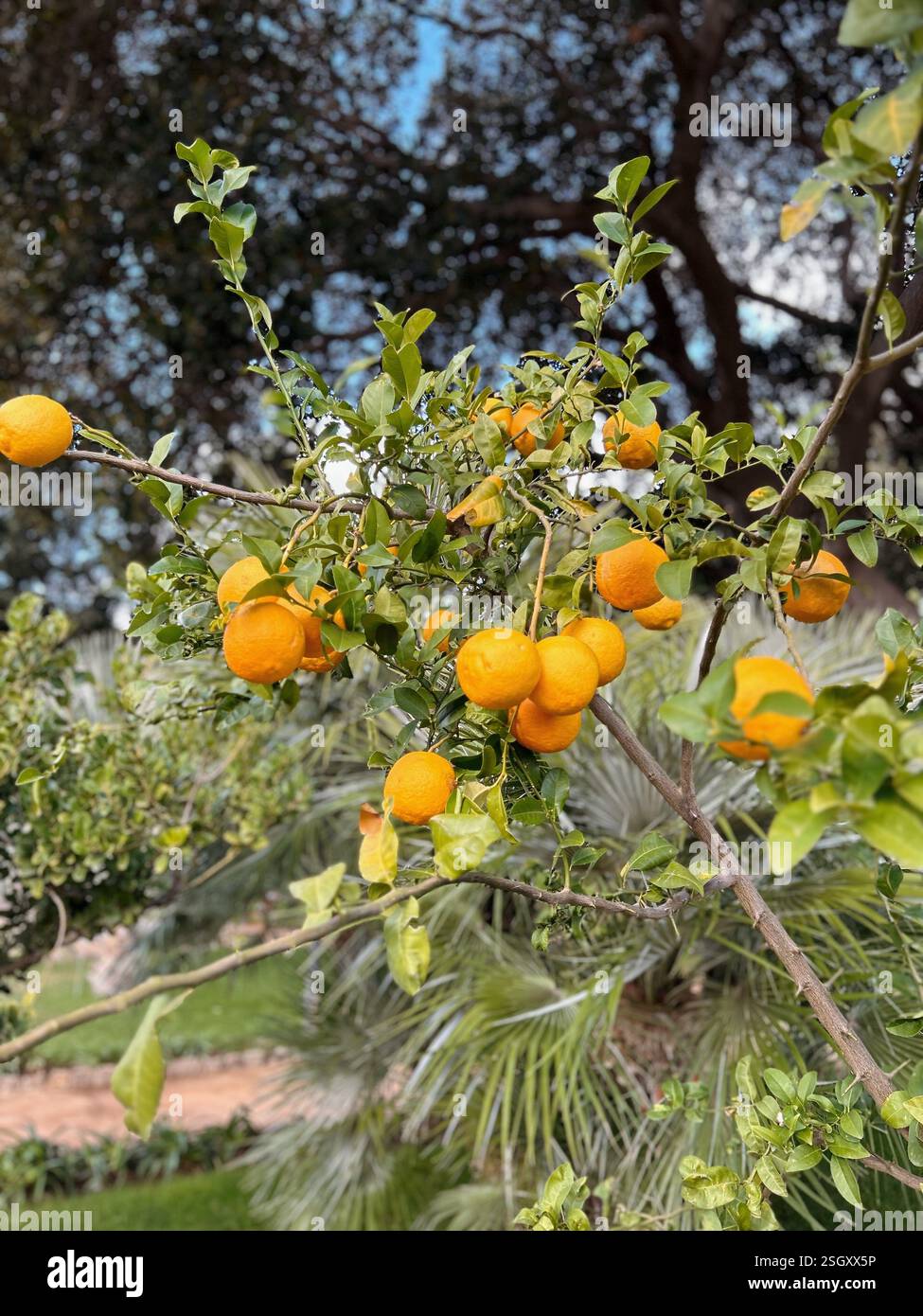 Sicily palermo traditional sicilian smartphone stock photos and images ...