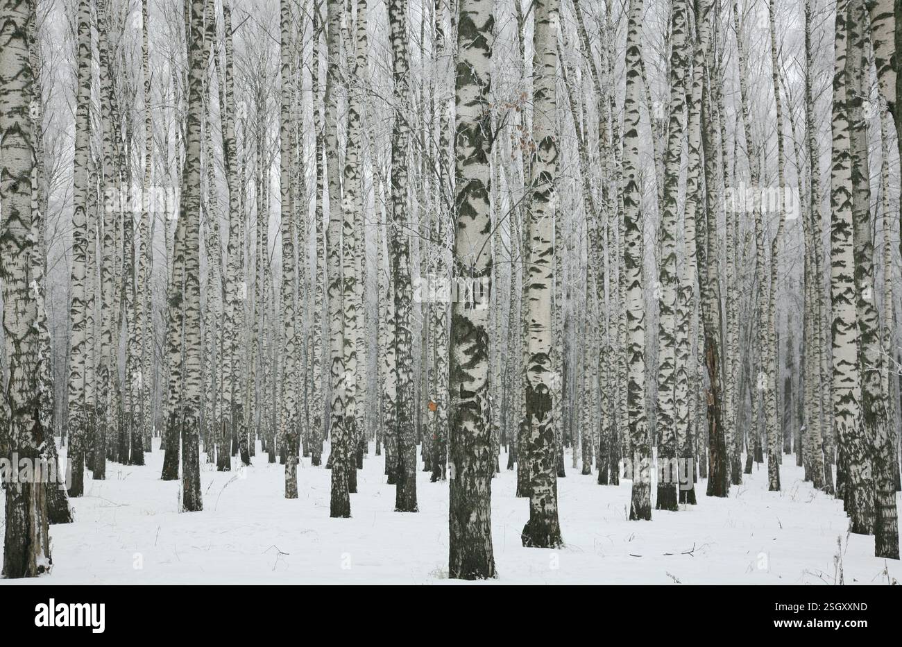 Winter birch forest with branches with frost in February Stock Photo ...