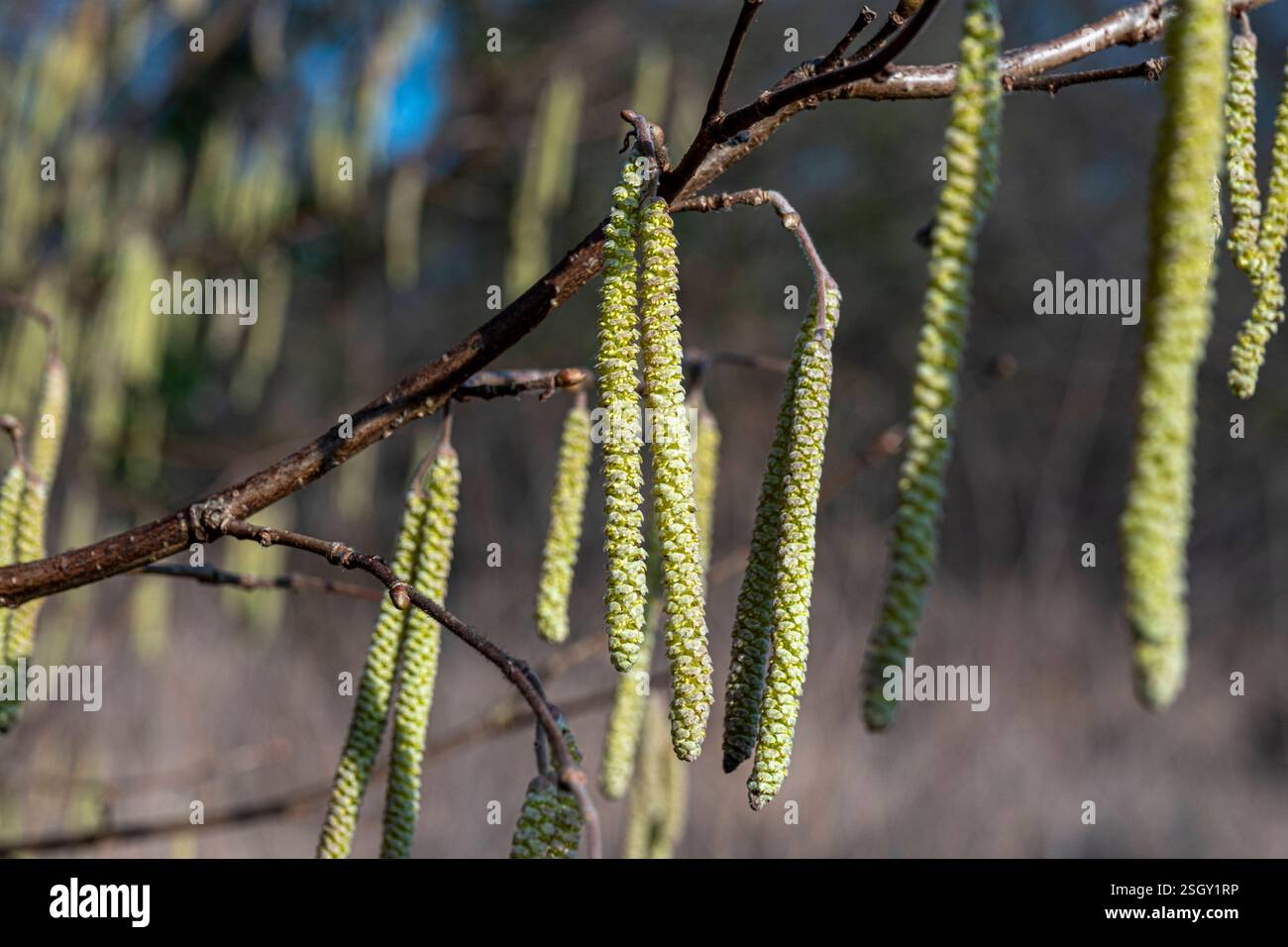 Gemeine Hasel Corylus avellana, Haselnuss, männliche Kätzchen ...