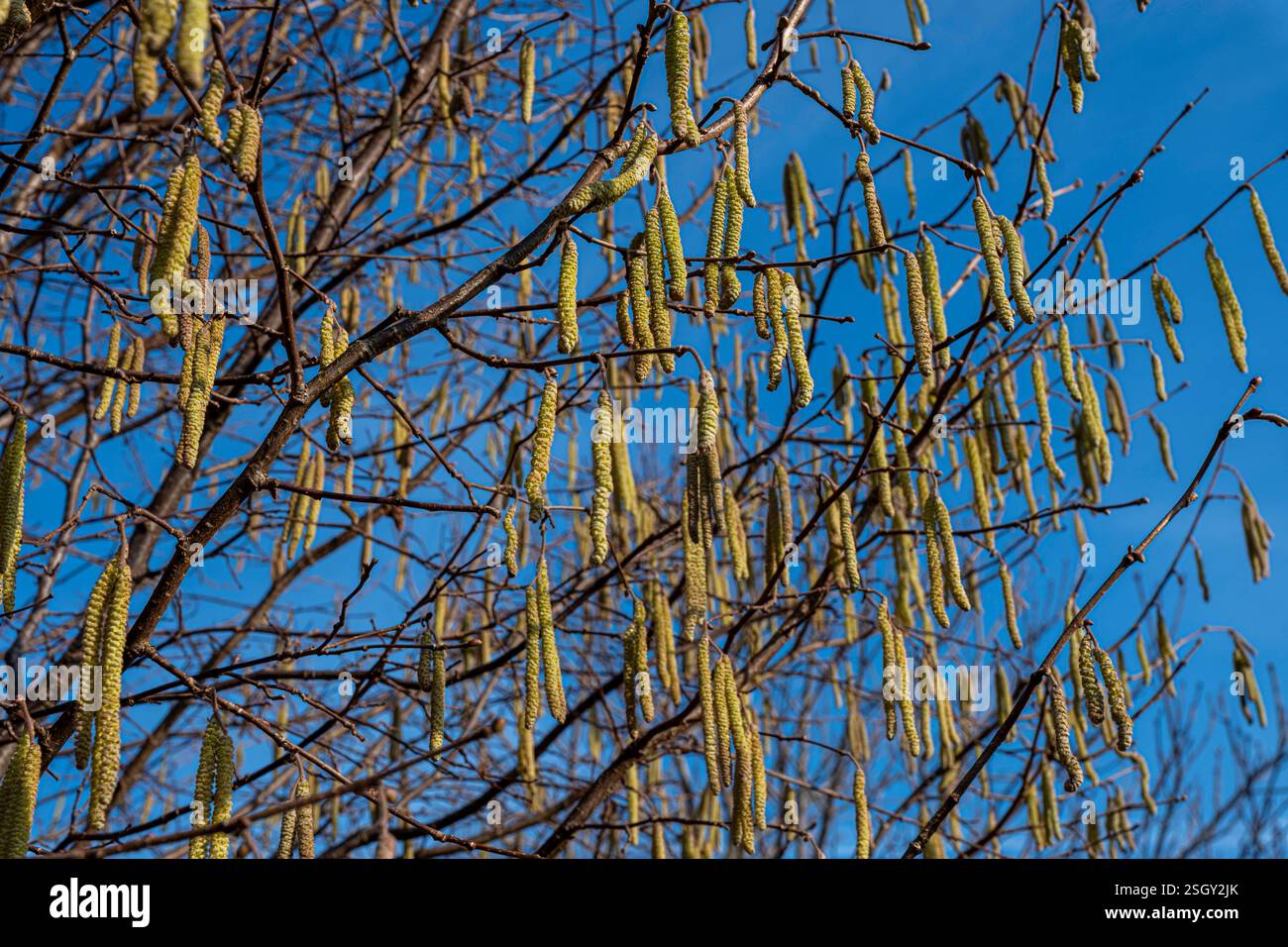 Gemeine Hasel Corylus avellana, Haselnuss, männliche Kätzchen vor ...