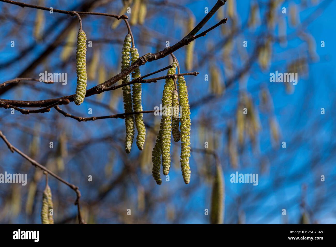 Gemeine Hasel Corylus avellana, Haselnuss, männliche Kätzchen vor ...